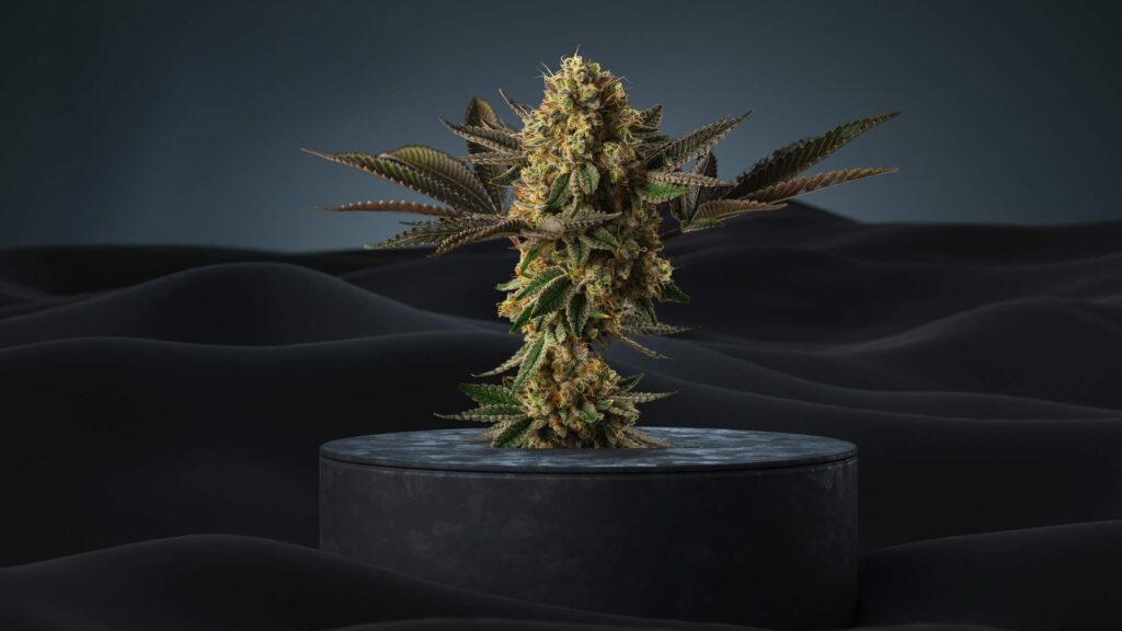 Mega OG Cannabis Strain: Detailed Information and User Benefits | Lazy ...