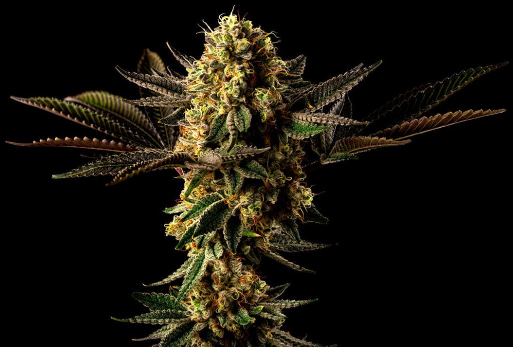 Exploring Mega OG: A Reserve Strain That Defines Excellence • Lazy ...