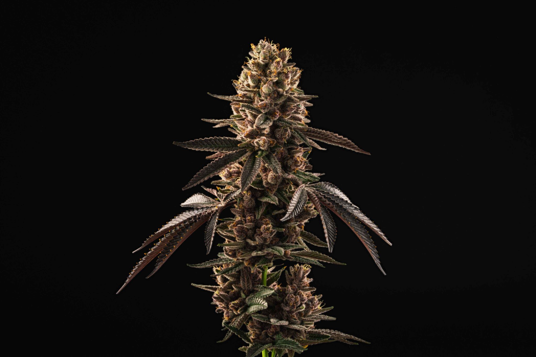 Buy Cannabis Flower Online: Premium Weed Strains at Lazy River
