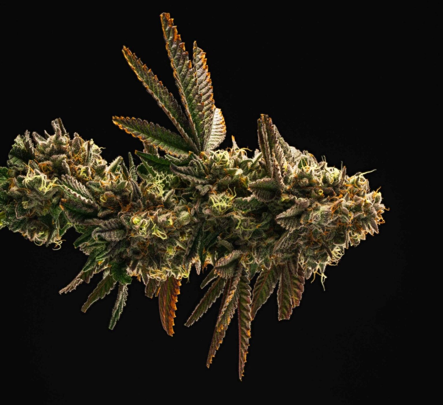 Buy Cannabis Flower Online: Premium Weed Strains at Lazy River