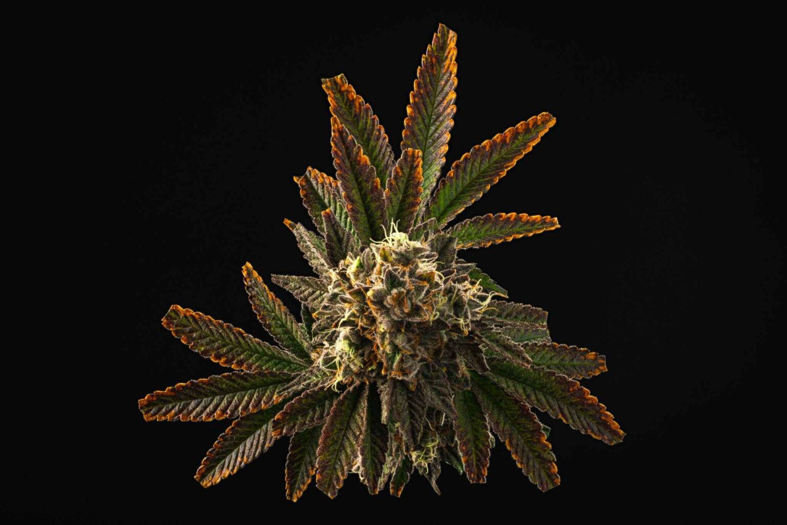 Buy Cannabis Flower Online: Premium Weed Strains at Lazy River